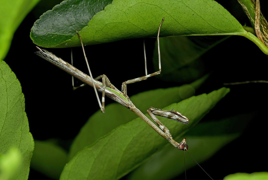 Antillean Mantis from Samana, 32000, Dominikanische Republik on ...