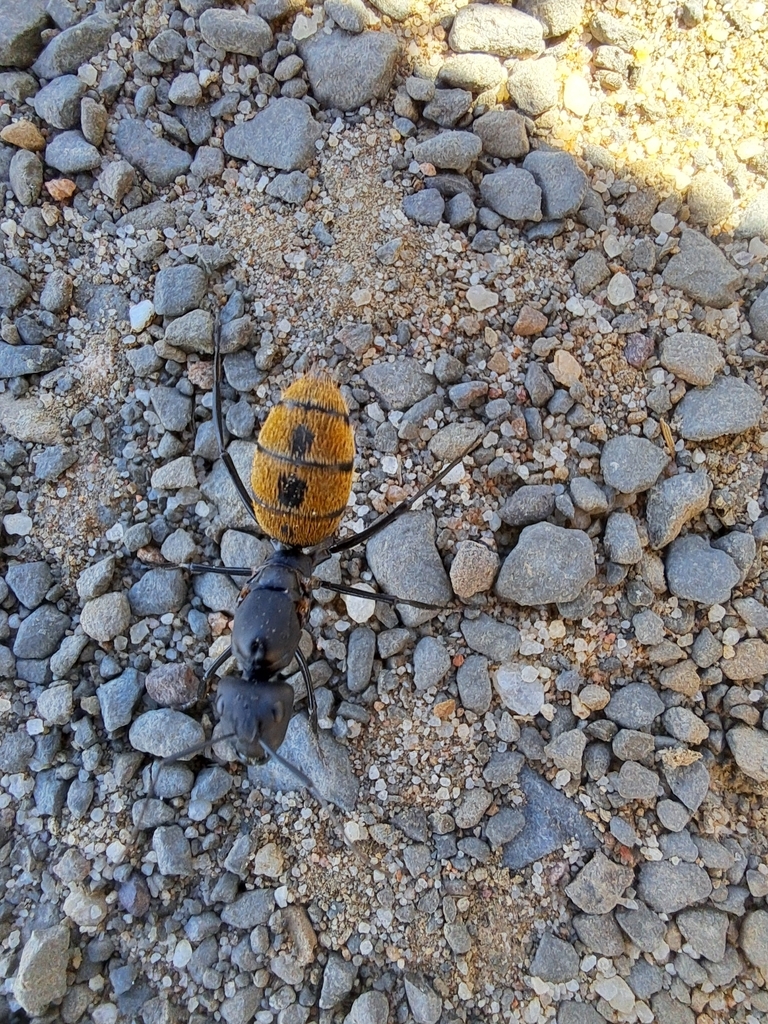Karoo Balbyter Ant from Matjiesrivier, ZA-WC-WC, ZA-WC, ZA on March 6 ...