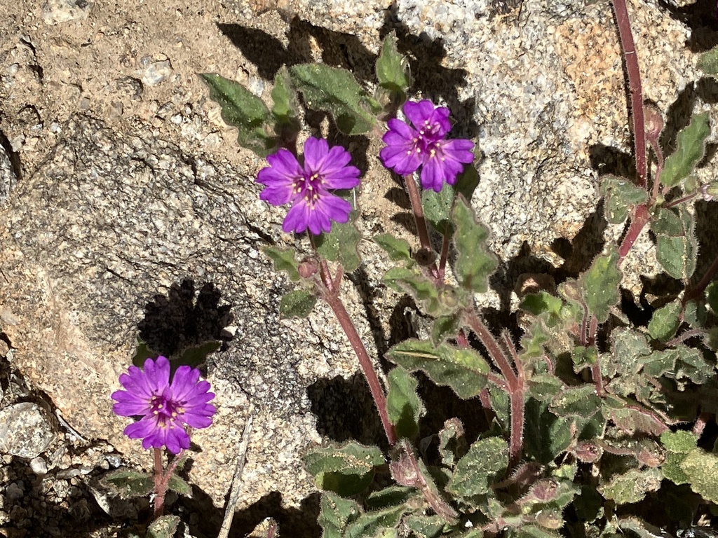 Allionia incarnata incarnata from Anza-Borrego Desert State Park ...