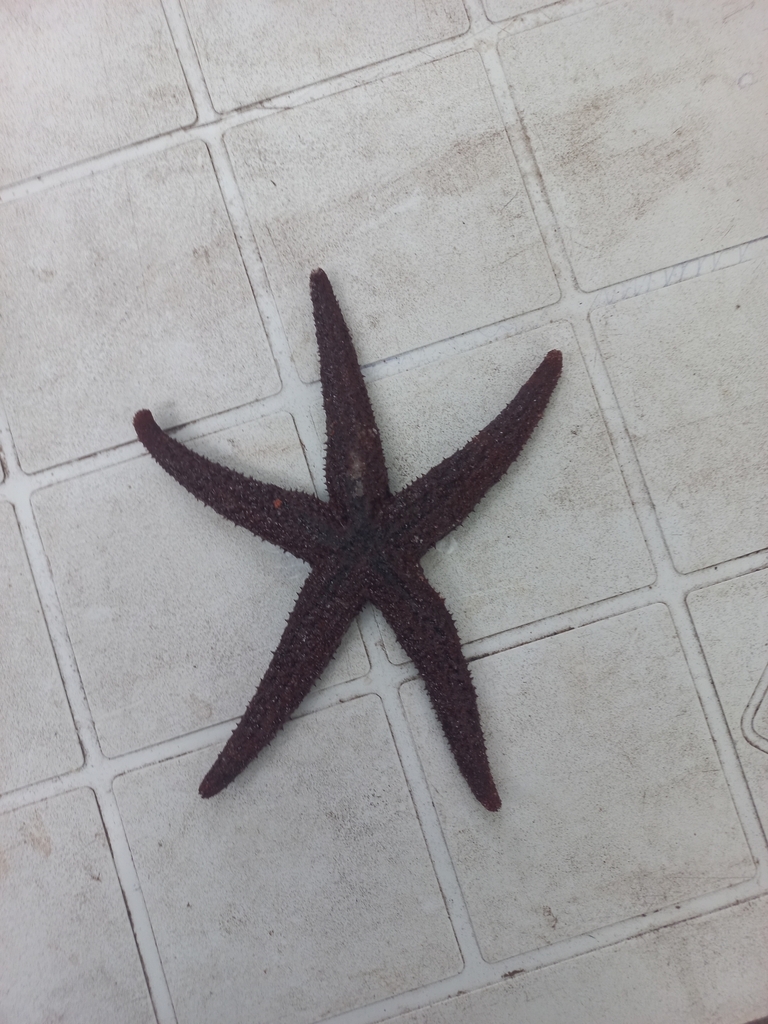 Brazilian red sea star from Morro das Pedras, Florianópolis - SC ...