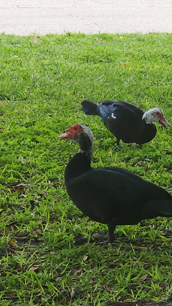 Domestic Muscovy Duck from St. Petersburg on March 5, 2024 at 02:03 PM ...