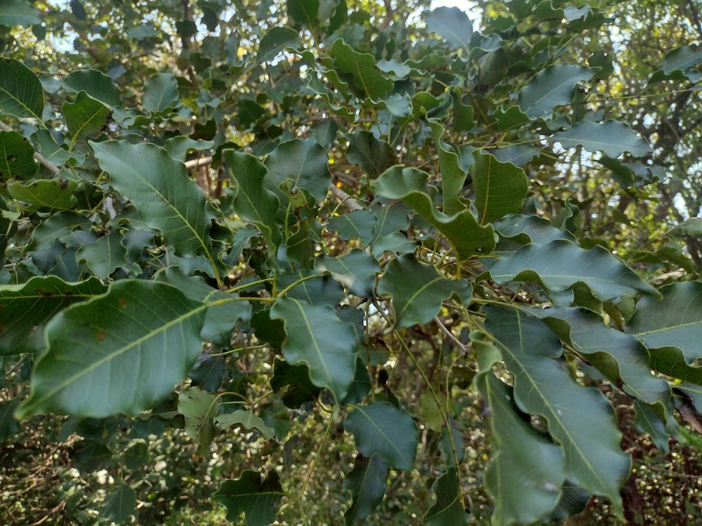 Black Poisonwood from Aeropuerto, 24119 Cdad. del Carmen, Camp., México ...