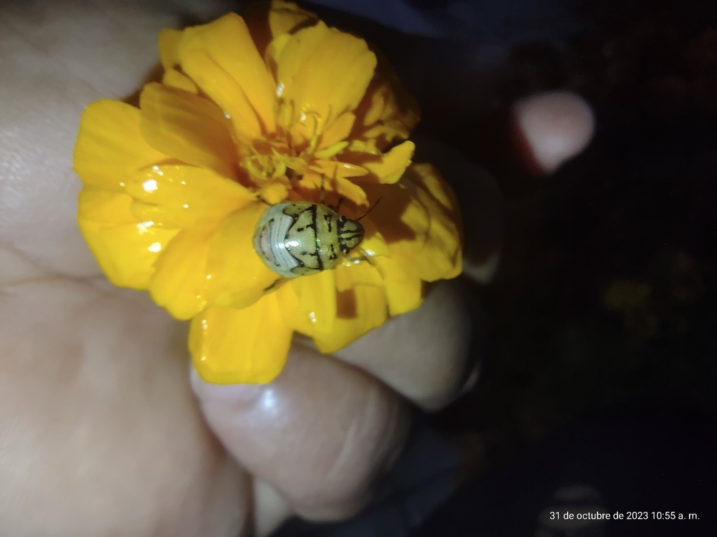 Stink Bugs, Shield Bugs, and Allies from 70341 Oax., México on October ...