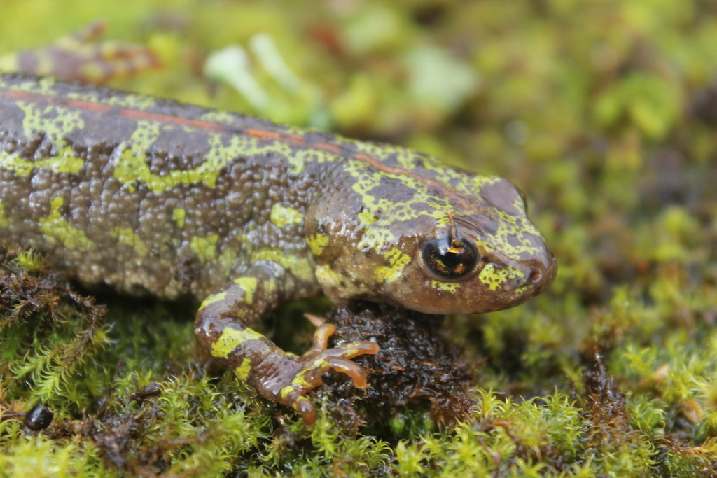 Marbled Newt from 3610 Ucanha, Portugal on February 21, 2023 at 01:25 ...
