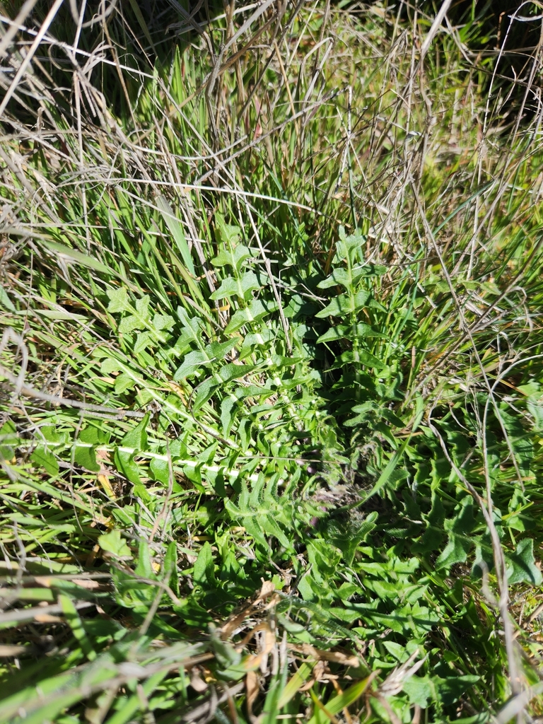 Tall Tumblemustard from Adams County, US-WA, US on March 6, 2024 at 10: ...