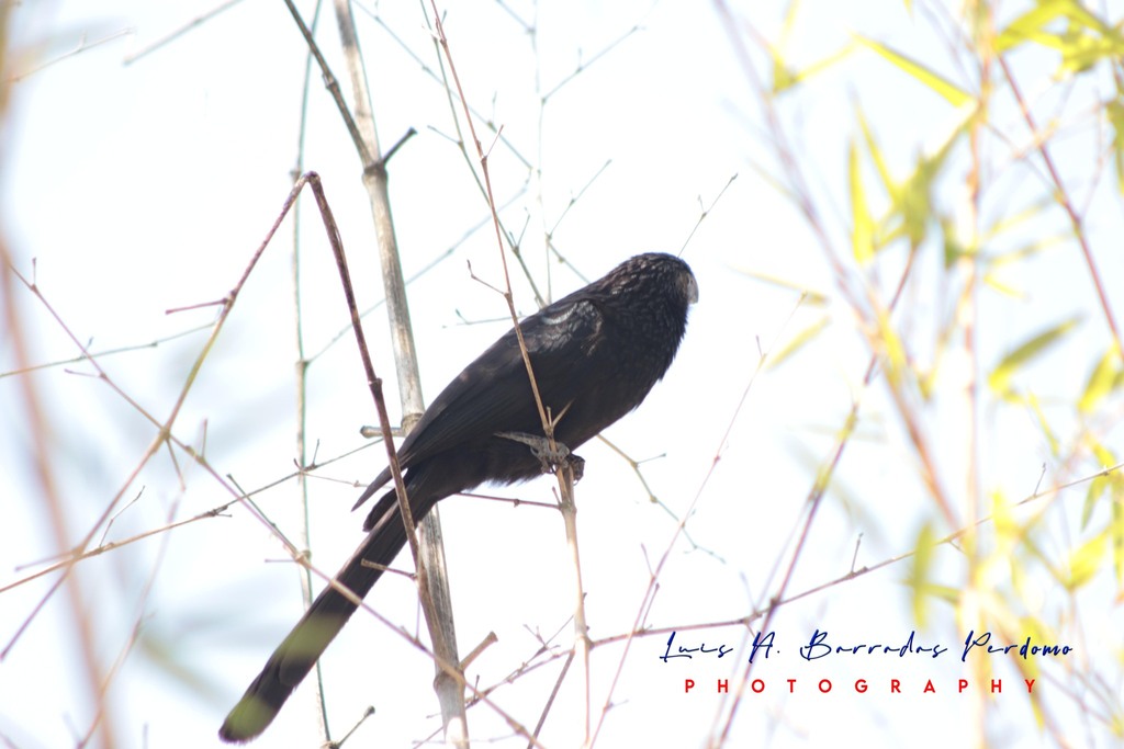 Garrapatero pijuy desde Reserva Territorial, Col. Santa Bárbara, Ver ...
