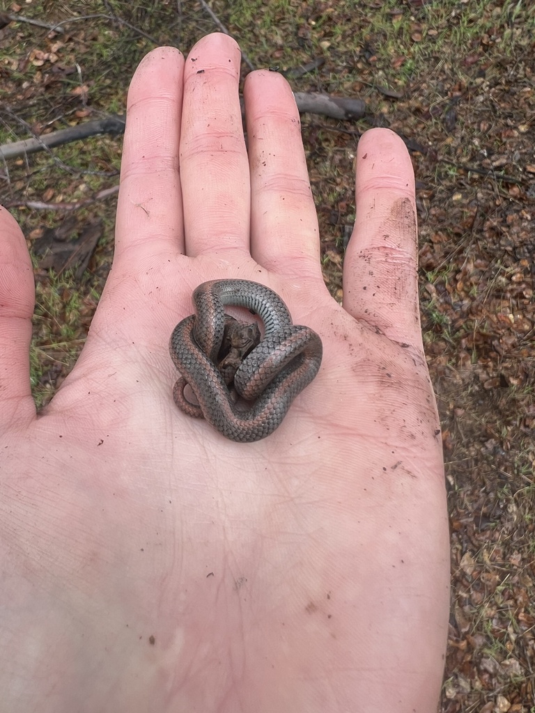 Sharp-tailed Snake from Swasey Recreation Area, Redding, CA, US on March 6, 2024 at 10:52 AM by ...