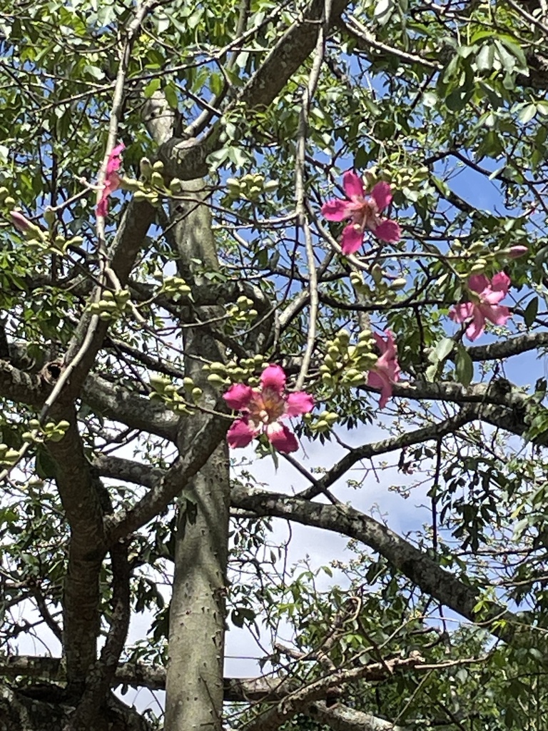 Silk floss tree from Templo Zu Lai, Cotia, SP, BR on March 2, 2024 at ...