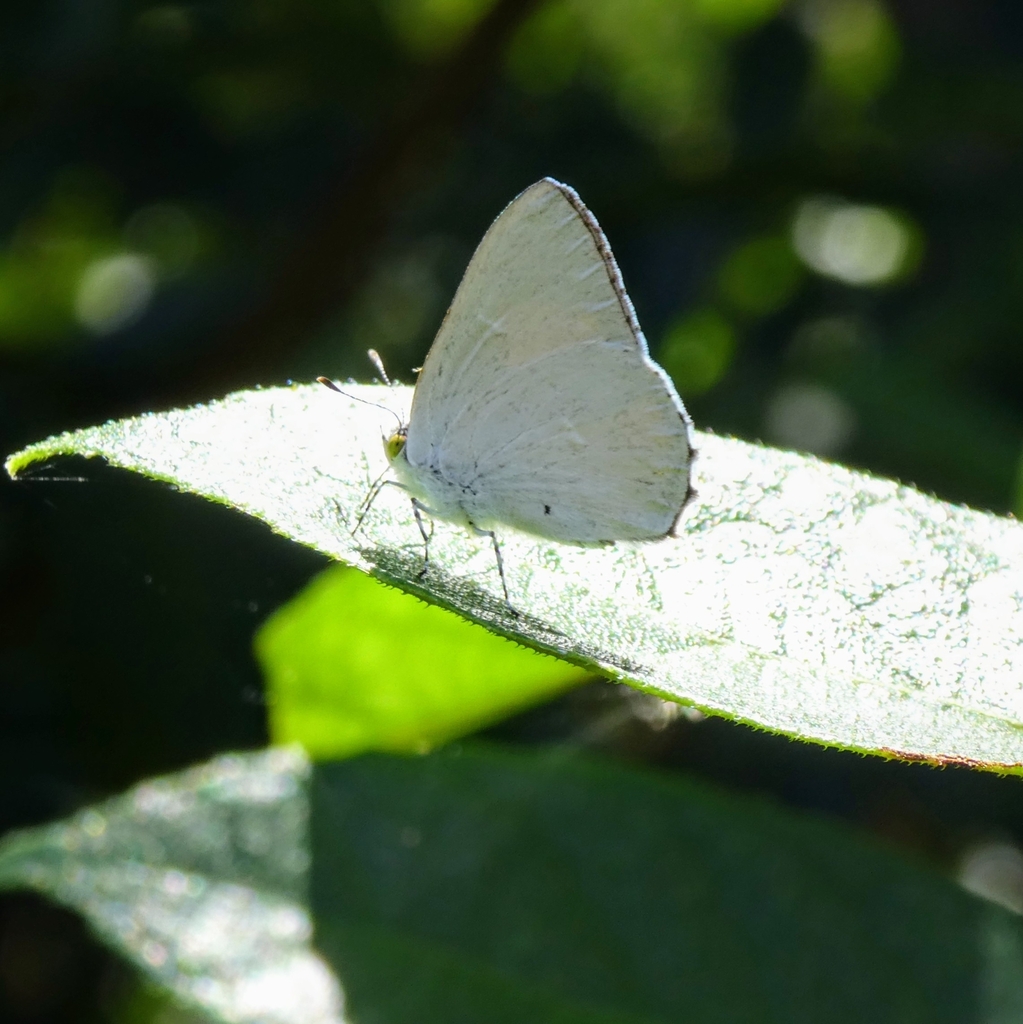 Purple Moonbeam from Upper Kedron QLD 4055, Australia on March 5, 2024 ...