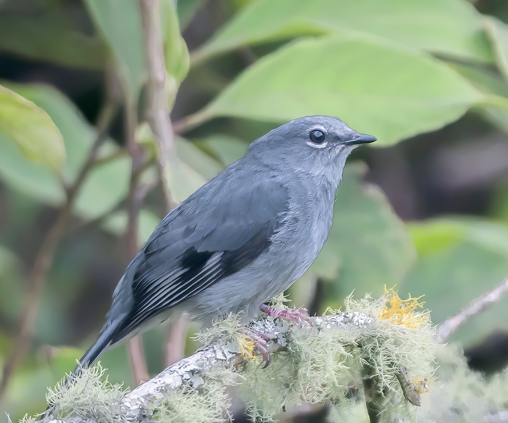 Slate-colored Solitaire from 29670 Tapalapa, Chis., México on May 16 ...