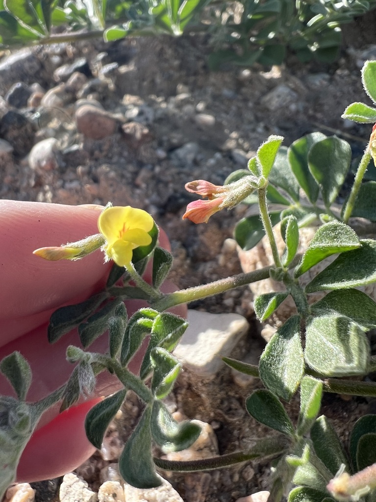 strigose lotus from Thermal, CA, US on March 6, 2024 at 09:24 AM by ...