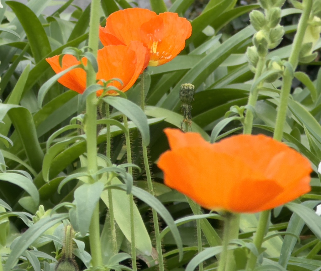 poppies from University of California, Riverside, Riverside, CA, US on ...