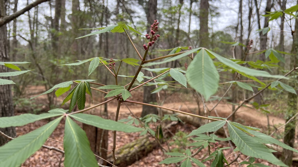 Red Buckeye from Leander Dr, Little Rock, AR, US on March 6, 2024 at 08 ...