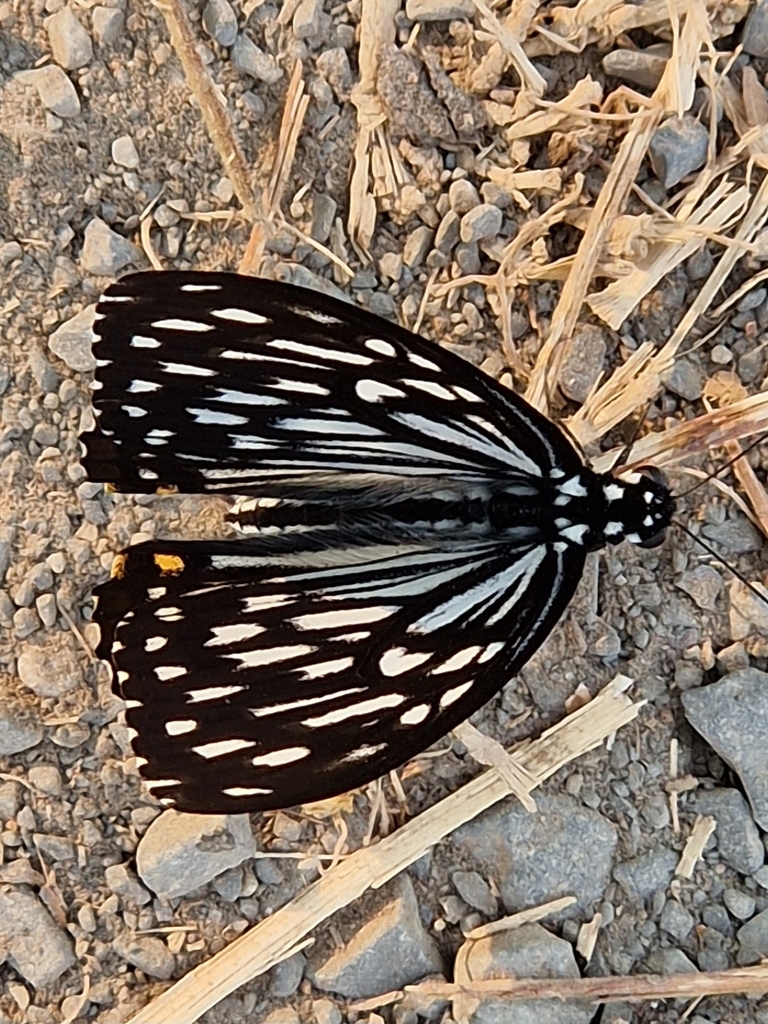 Common Mime Swallowtail from Mae Ka, Mueang Phayao District, Phayao ...