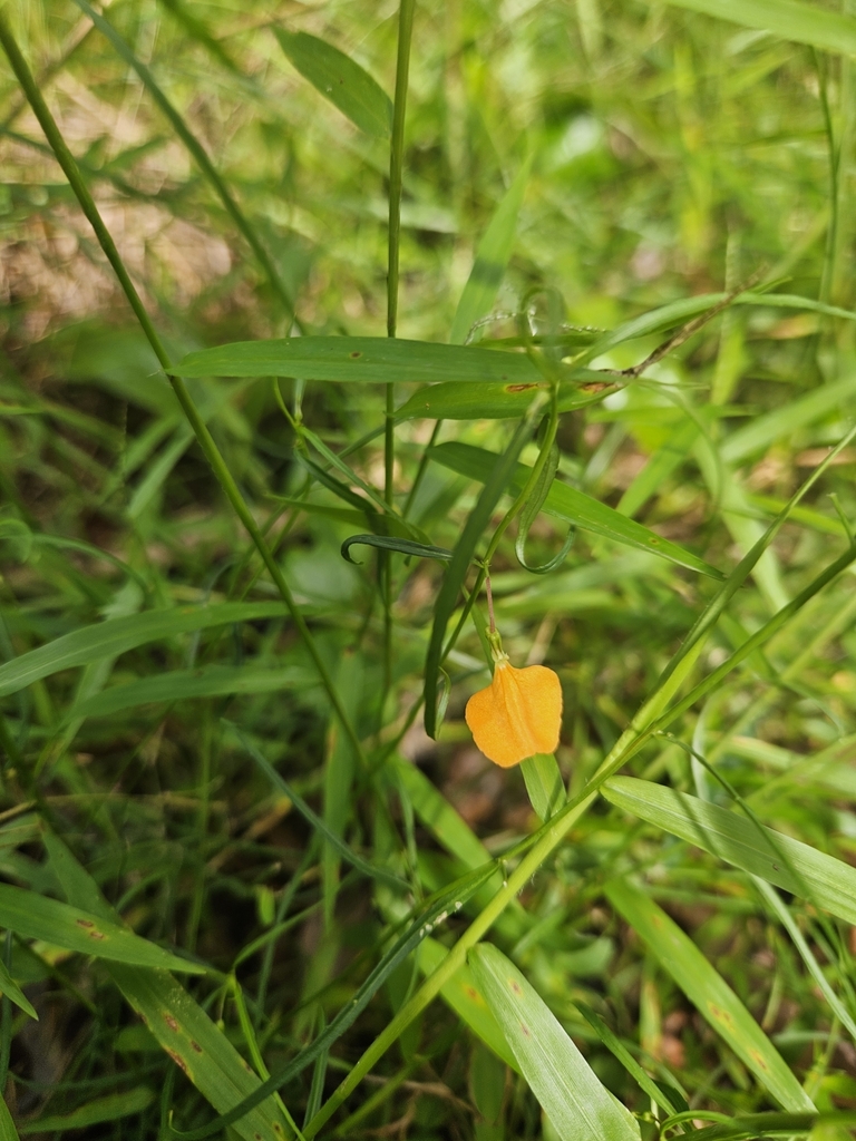spade flower from Mount Gravatt QLD 4122, Australia on March 7, 2024 at ...