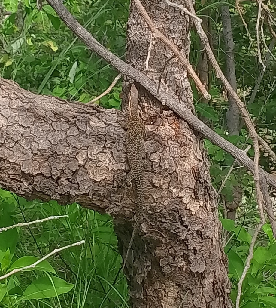 Spotted Tree Monitor from Distrik Dili, Timor-Leste on March 1, 2024 at ...