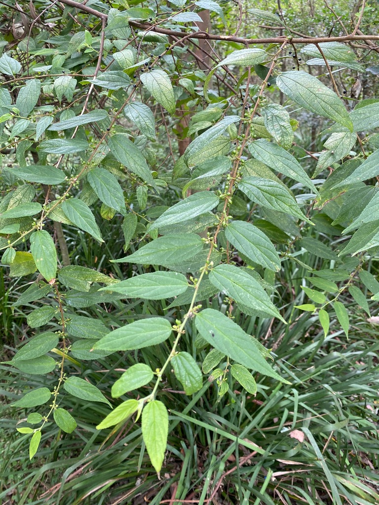 Nettle Tree from Sydney NSW, Australia on March 7, 2024 at 11:12 AM by ...