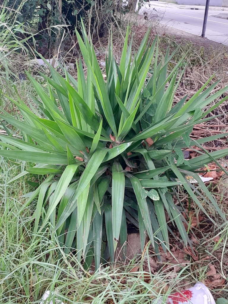 Mauritius hemp from Levallia, George, 6529, South Africa on March 05 ...