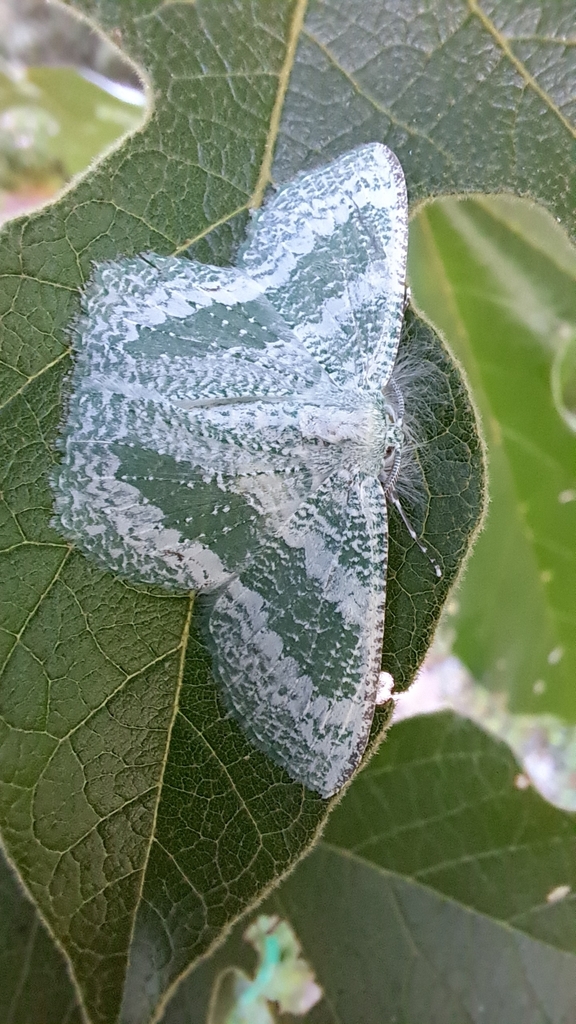 Bizarre Looper Moth from Scarborough QLD 4020, Australia on March 7 ...