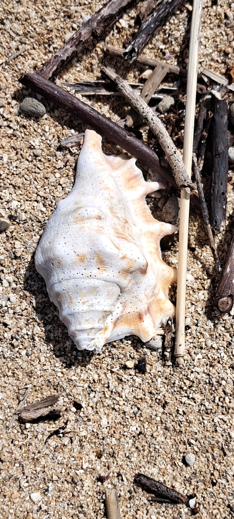 Common Spider Conch from Low Isles QLD 4873, Australia on March 7, 2024 ...