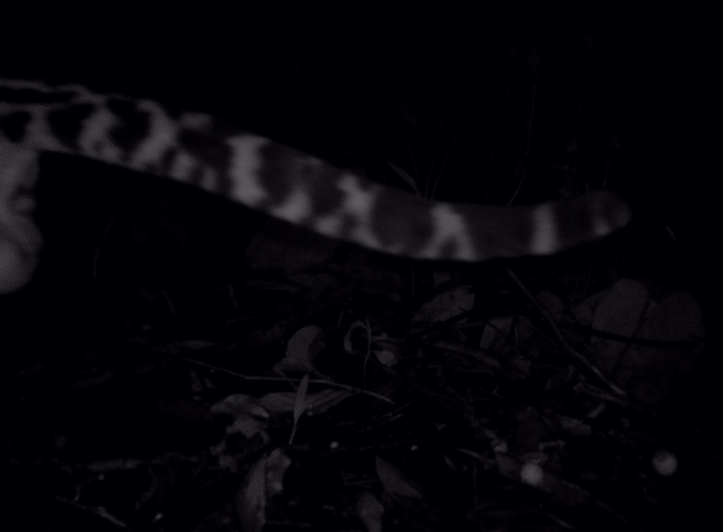 Ocelot in March 2024 by Fern Zhang · iNaturalist