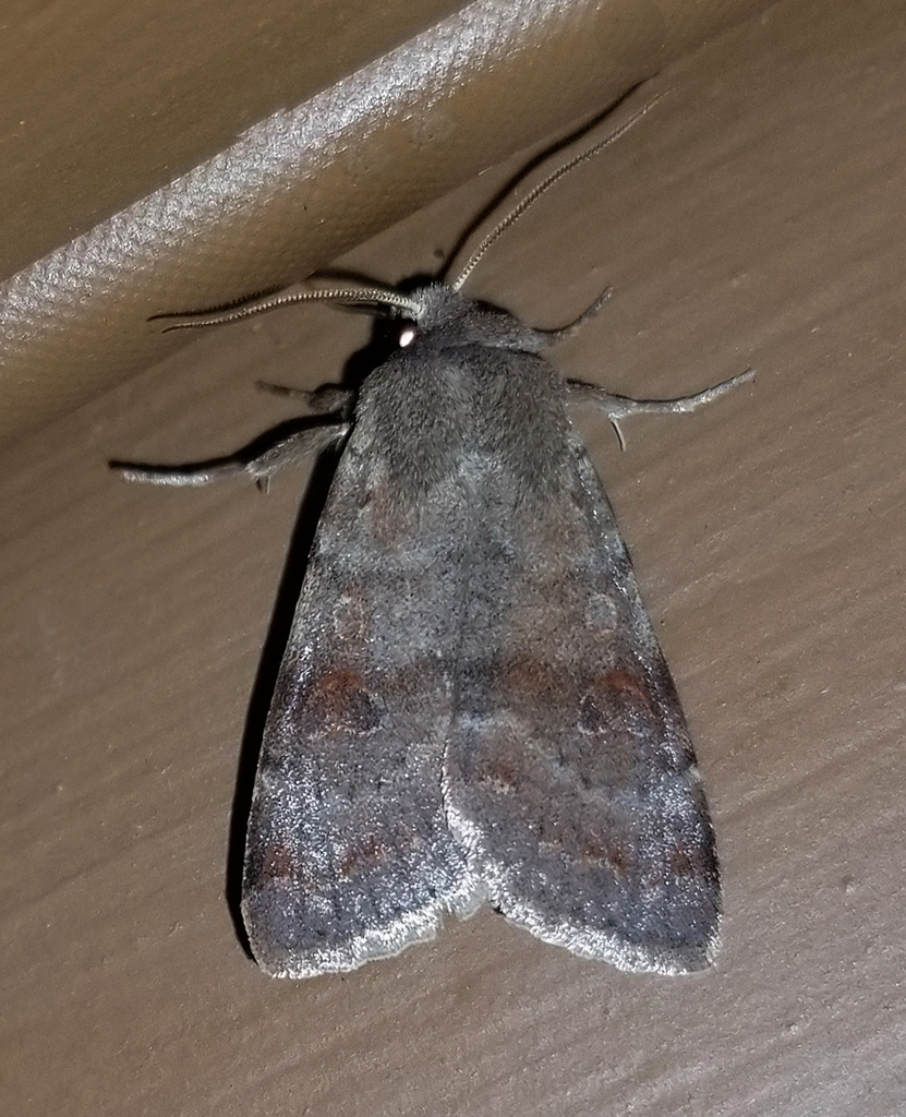 Gray Quaker from Fentress County, TN, USA on March 6, 2024 at 08:04 PM ...