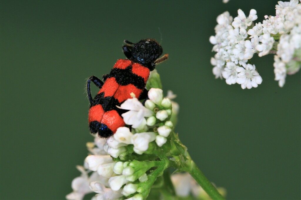 Bee-eating Beetle from 900 52 Kuchyňa, Slovensko on November 2, 2012 at ...