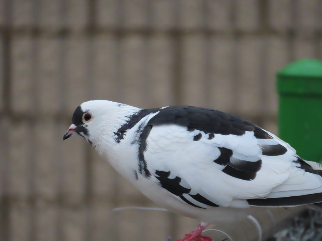 Feral Pigeon from Owen Sound, ON, Canada on January 3, 2024 at 01:13 PM ...