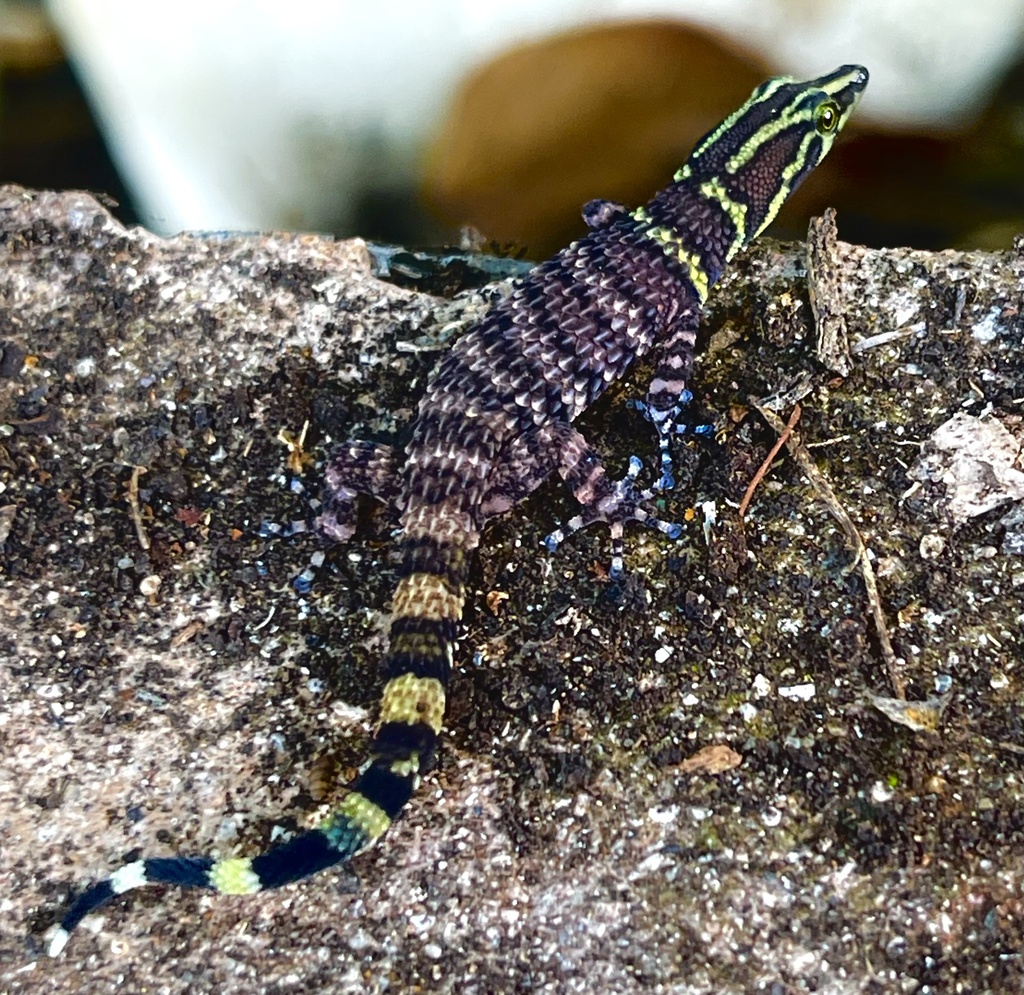Sphaerodactylus richardsonii richardsonii in March 2024 by Ricardo ...