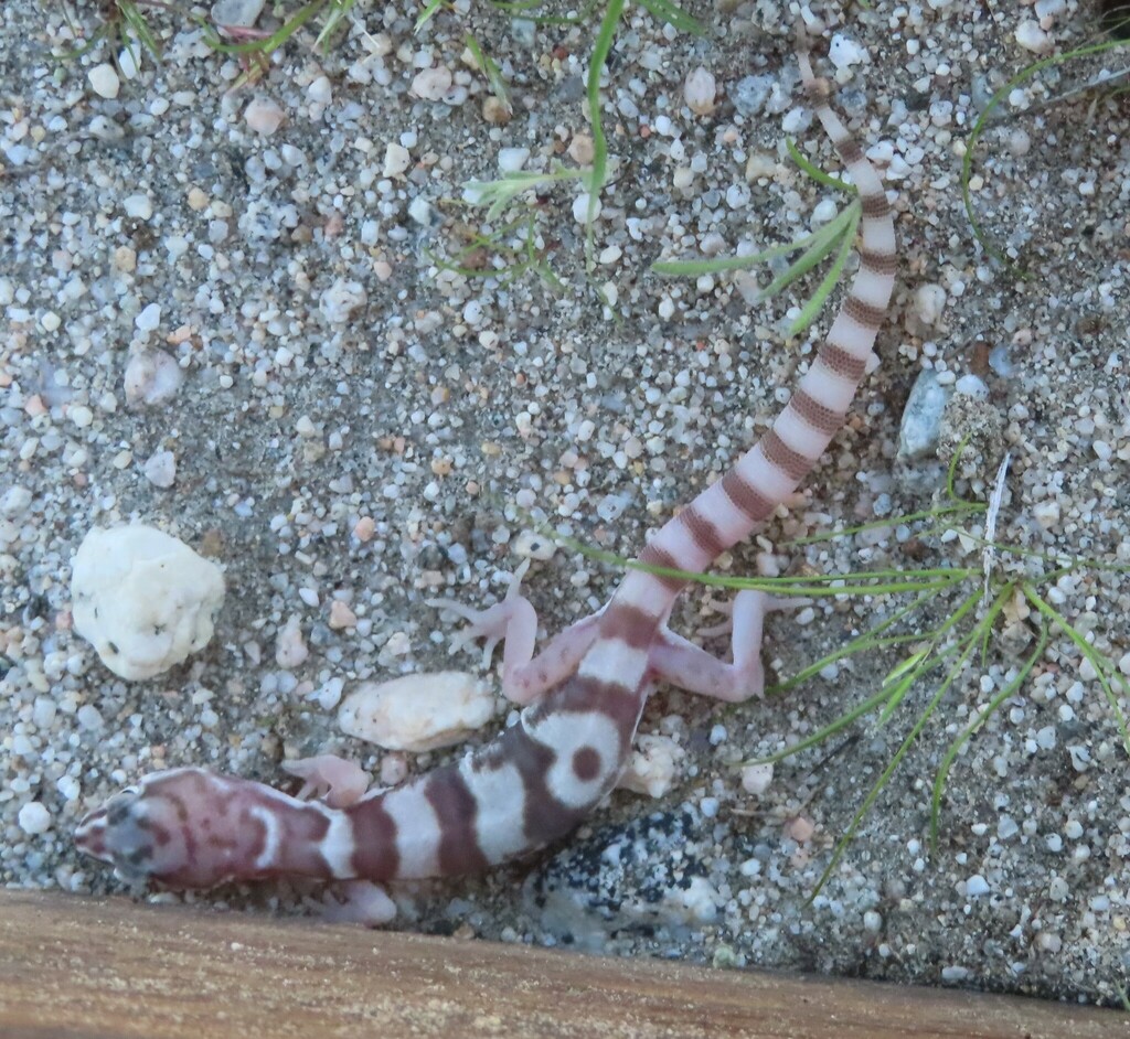 Desert Banded Gecko in March 2024 by Brian Hinds · iNaturalist