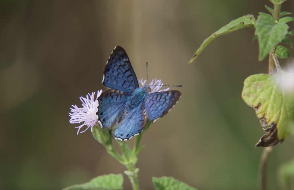 Blue Metalmark from Brownsville, TX, USA on March 7, 2024 at 10:31 AM ...