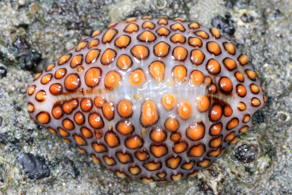 Jenner's cowry from Puntarenas Province, Osa, Costa Rica on February 27 ...
