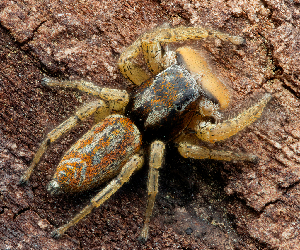 Marpissa pomatia in March 2024 by Markus Horrer. Finally Female here ...