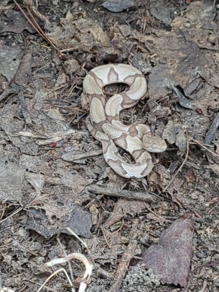 Eastern Copperhead in March 2024 by Noah Krivi. Under a board · iNaturalist