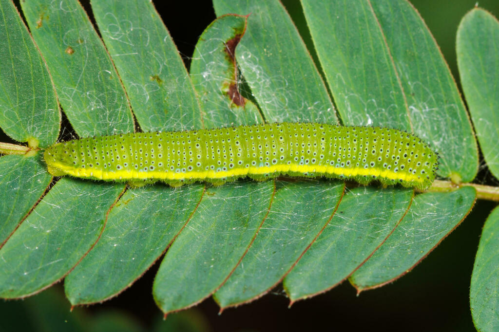 Cloudless Sulphur in March 2024 by Chris Rorabaugh · iNaturalist