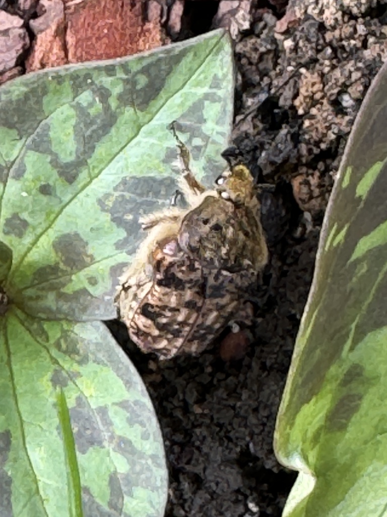 Bumble Flower Beetle in March 2024 by Andra Prewett · iNaturalist