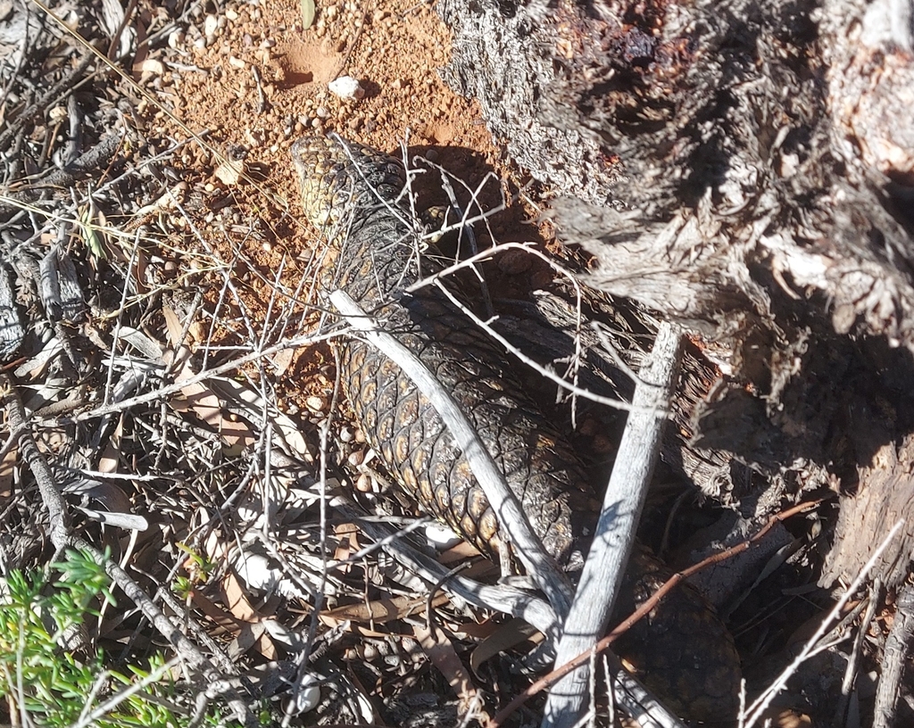 Shingleback from Port Pirie South SA 5540, Australia on July 29, 2023 ...