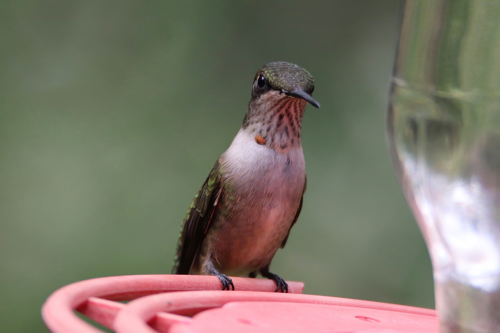 Ruby-throated and Black-chinned Hummingbirds from Estero Llano Grande ...