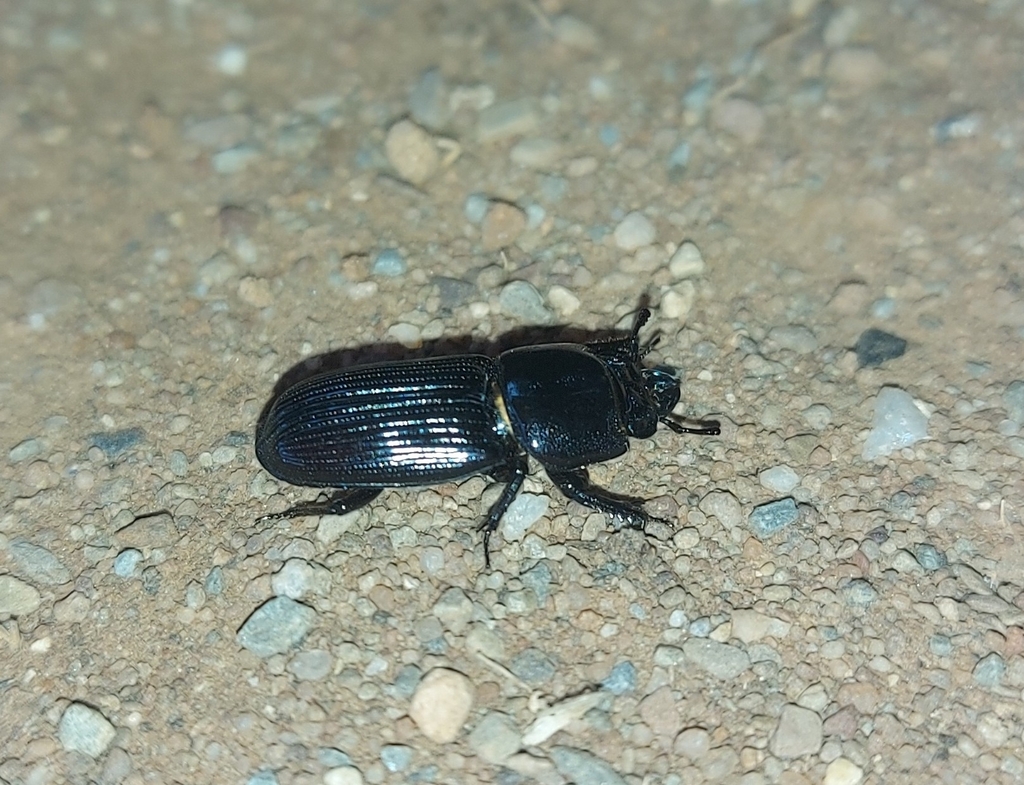 Bess Beetles from Orroroo SA 5431, Australia on November 16, 2023 at 08 ...