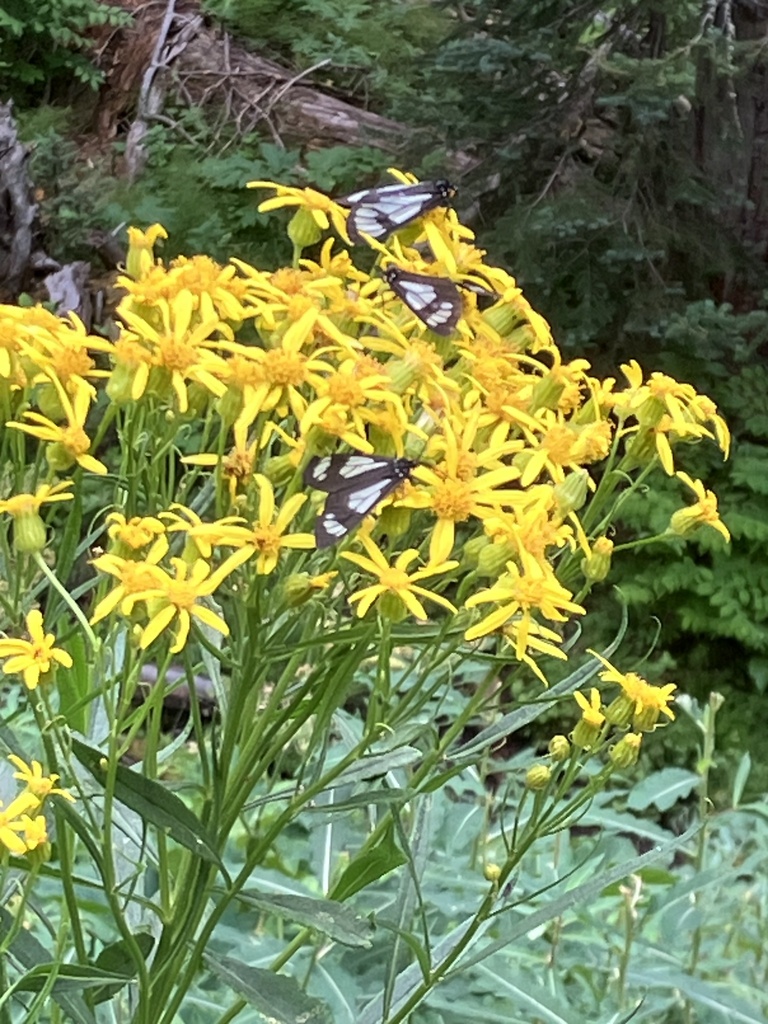 Police Car Moth from Grand Mesa Uncompahgre and Gunnison National ...