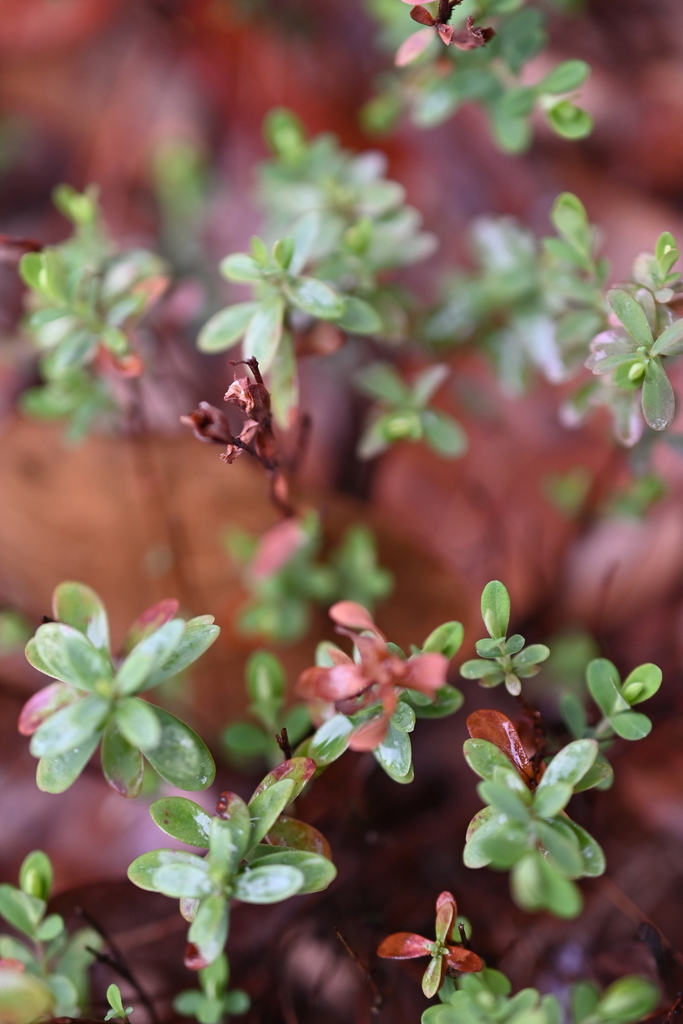 St. John's worts from Choctaw County, OK, USA on March 6, 2024 at 10:22 ...
