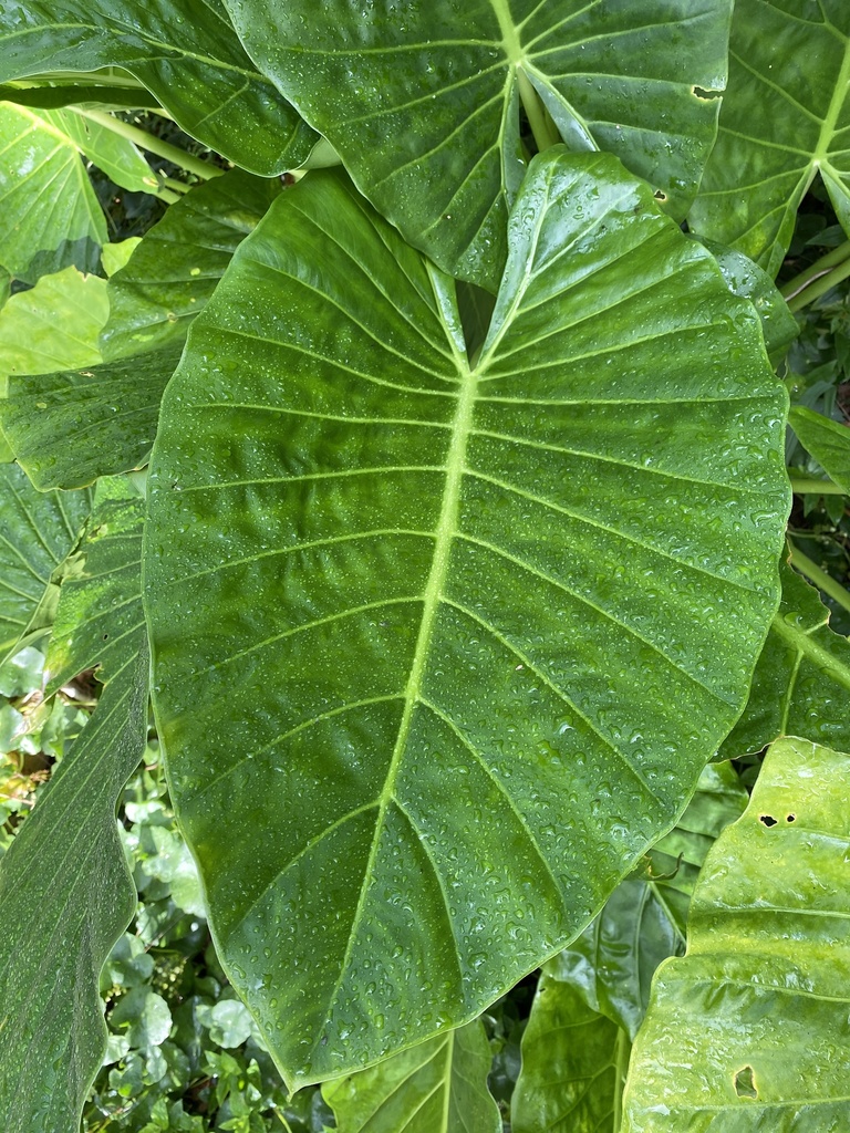 plants from Maneela Rd, Buff Point, NSW, AU on March 8, 2024 at 08:45 ...