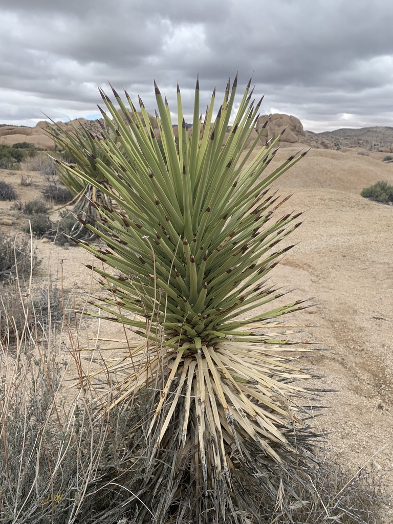 Joshua Tree from Joshua Tree National Park, Desert Hot Springs, CA, US ...