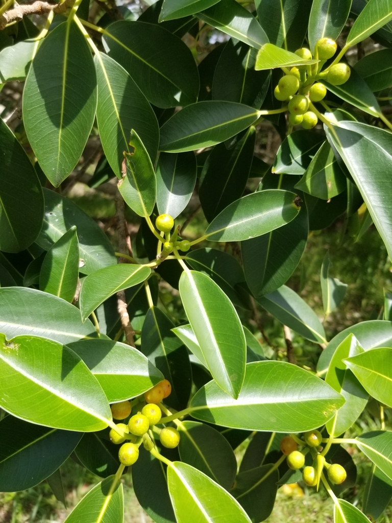 Port Jackson fig from Moffat Beach QLD 4551, Australia on March 8, 2024 ...