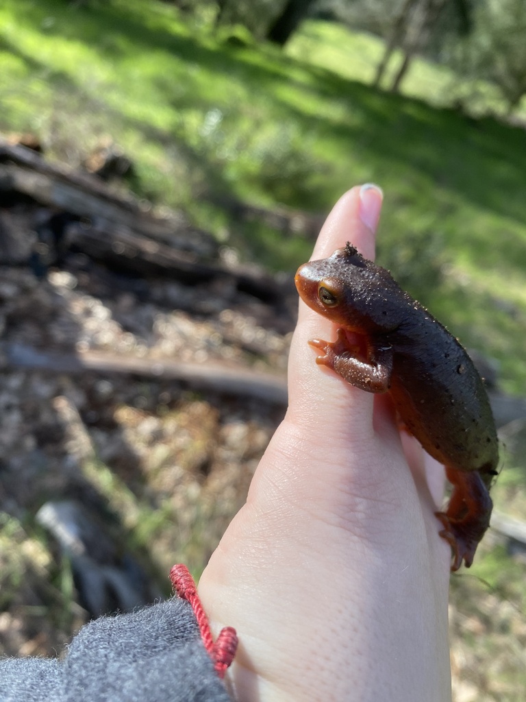 Sierra Newt from Chico Canyon Road, Chico, CA, US on March 7, 2024 at ...