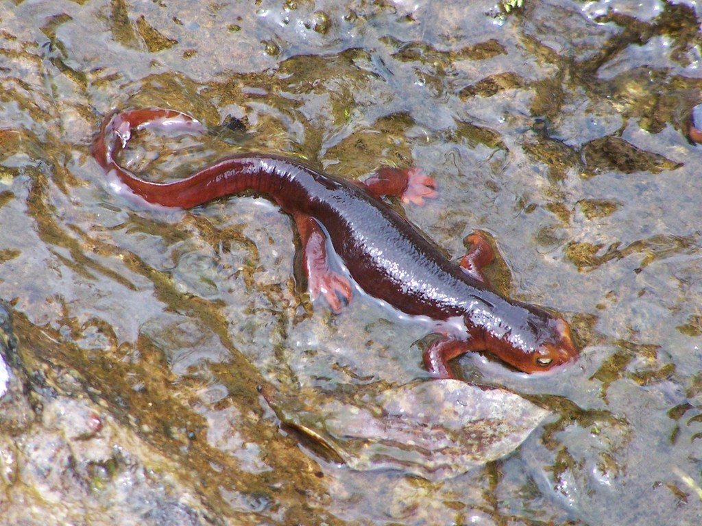 Sierra Newt from about 7 miles south of Shingletown, California, ca ...