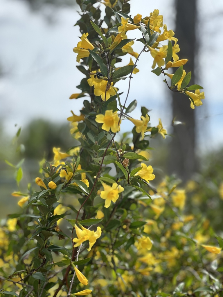 yellow jessamine from Tamiami Trail S, North Port, FL, US on March 5 ...