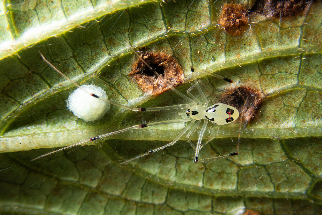 Hawaiian Happy Face Spider in March 2024 by Brendan Wang · iNaturalist