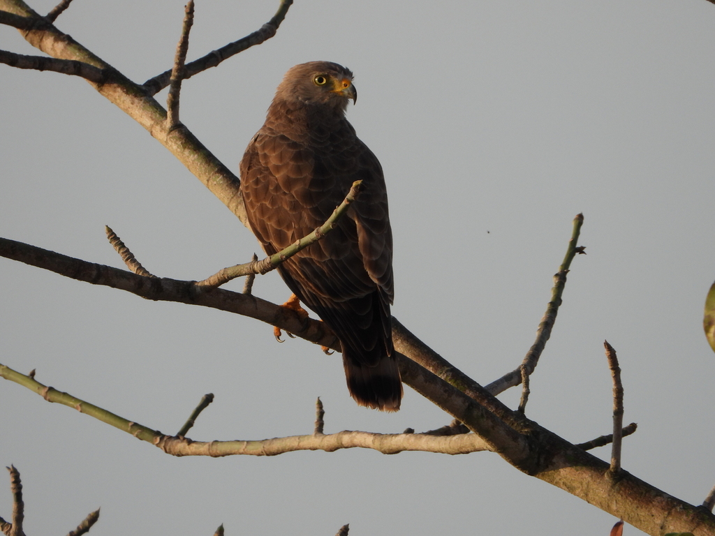 Roadside Hawk from Hunucmá, Yuc., México on March 7, 2024 at 07:03 AM ...