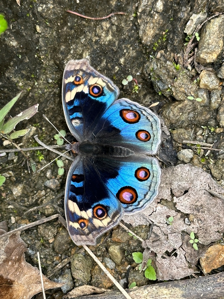Blue Pansy from 商州区, 商洛市, 陕西省, CN on October 12, 2023 at 11:48 AM by ...